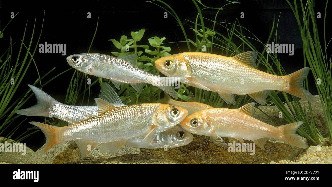 Golden orfe hi-res stock photography and images - Alamy