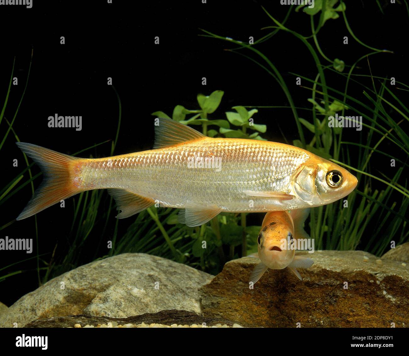 Golden orfe hi-res stock photography and images - Alamy