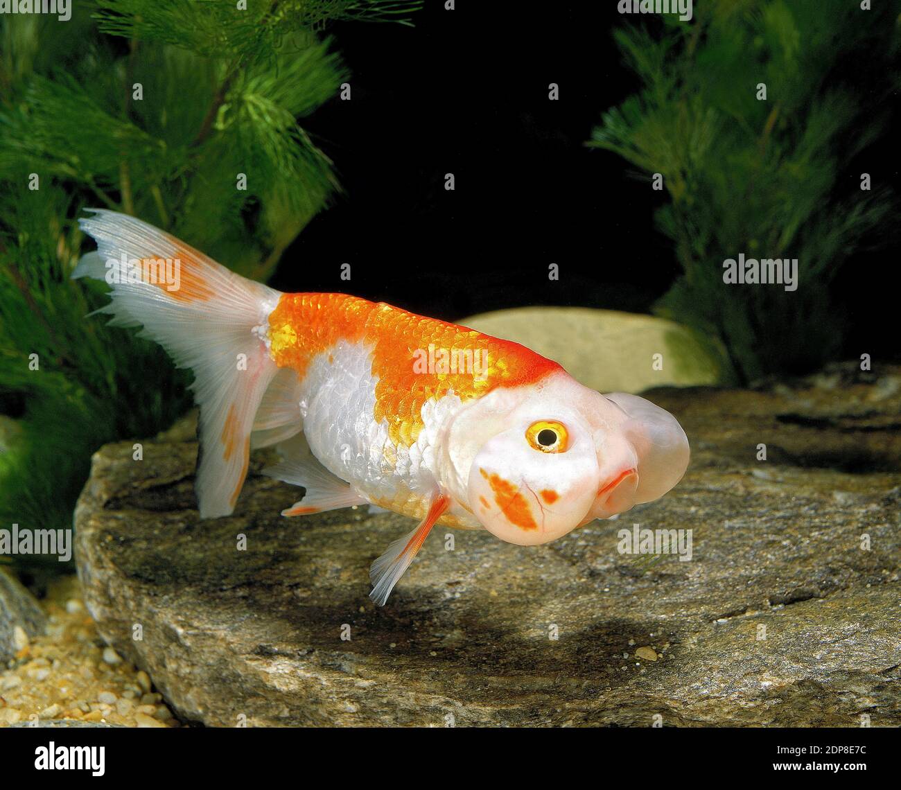 Bubble Eye Goldfish, carassius auratus Stock Photo - Alamy