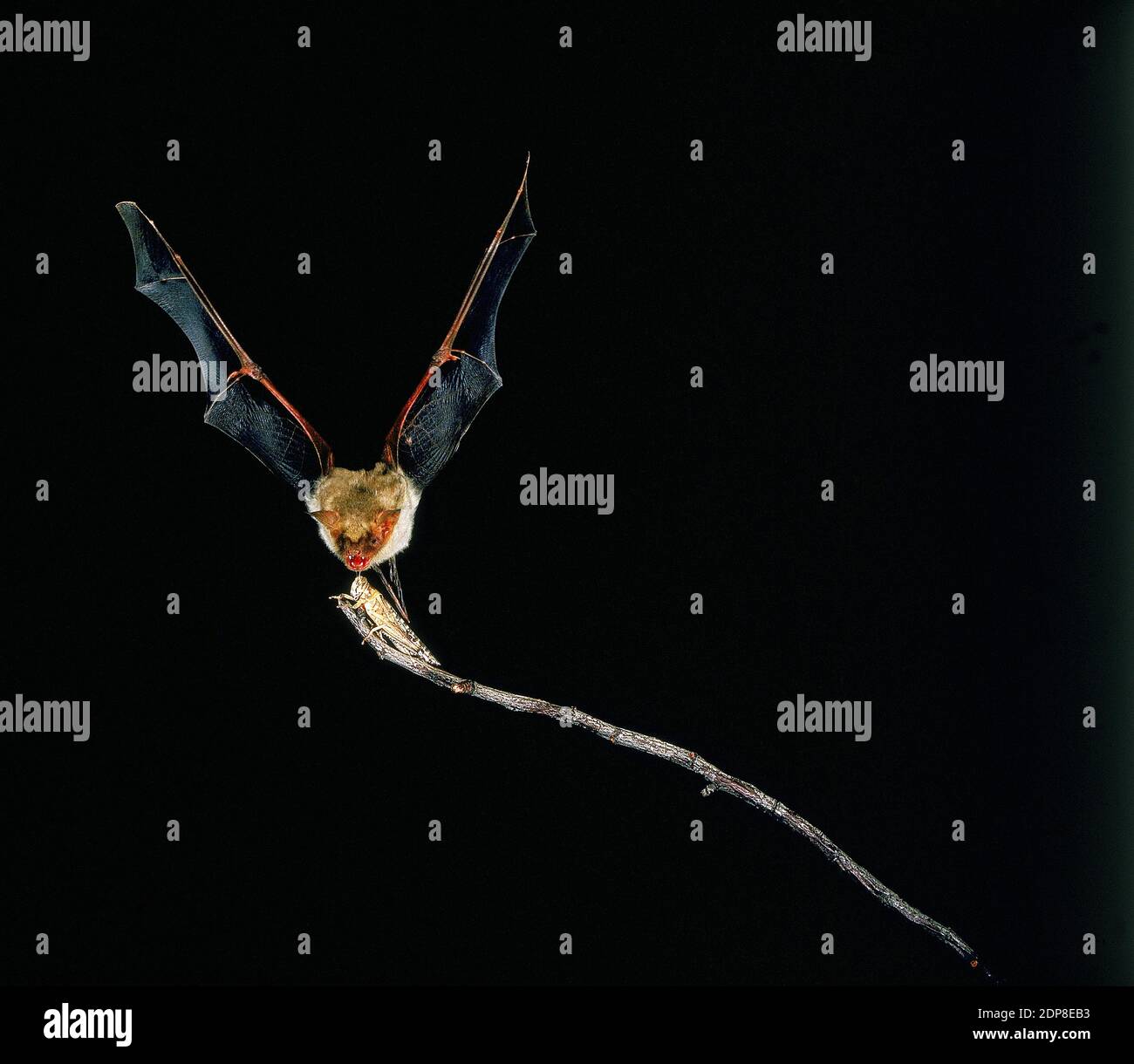 Mouse-Eared Bat, myotis myotis, Adult in Flight, Catching Grasshopper ...