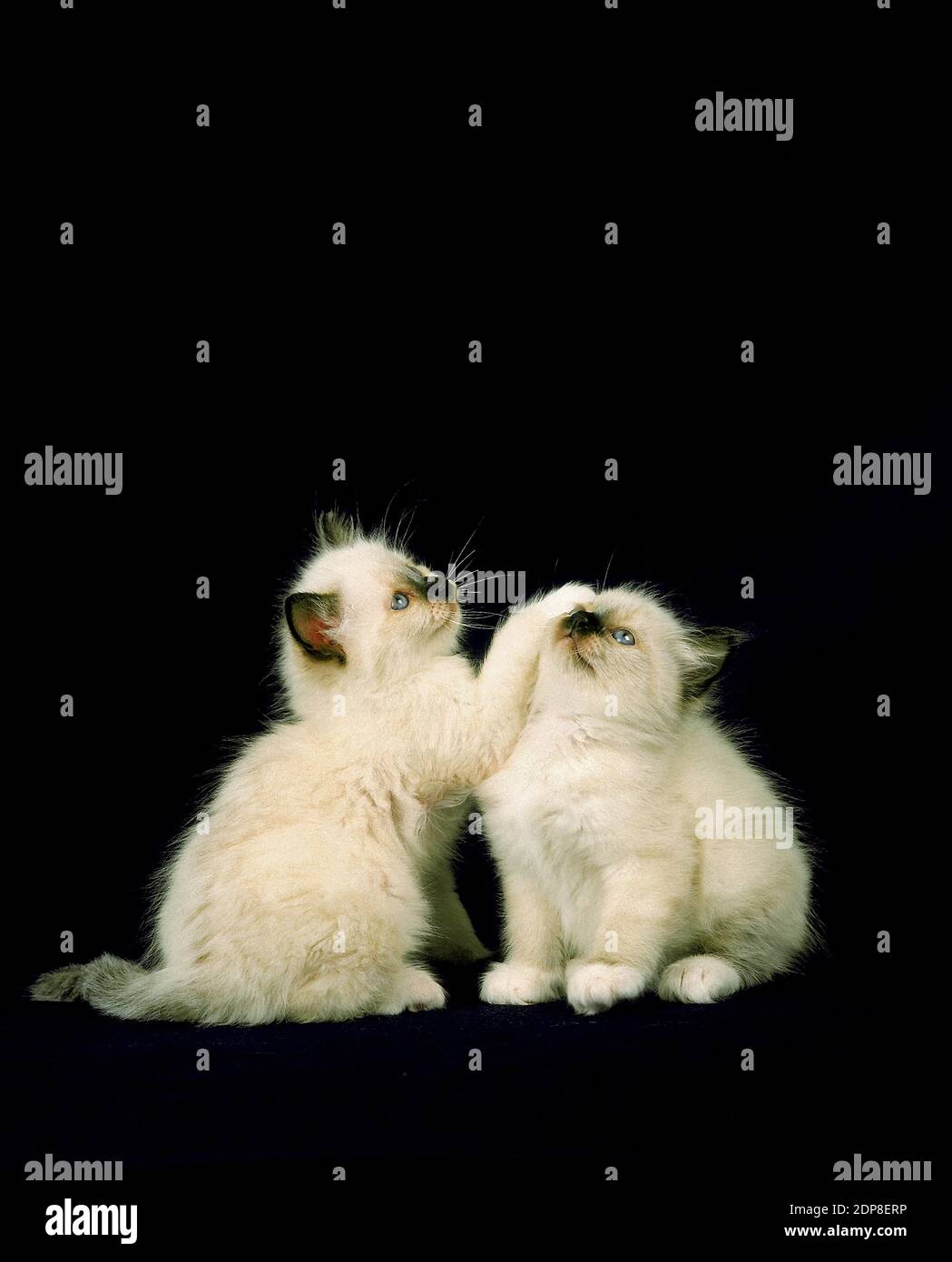 Birmanese Domestic Cat, Kitten playing against Black Background Stock ...