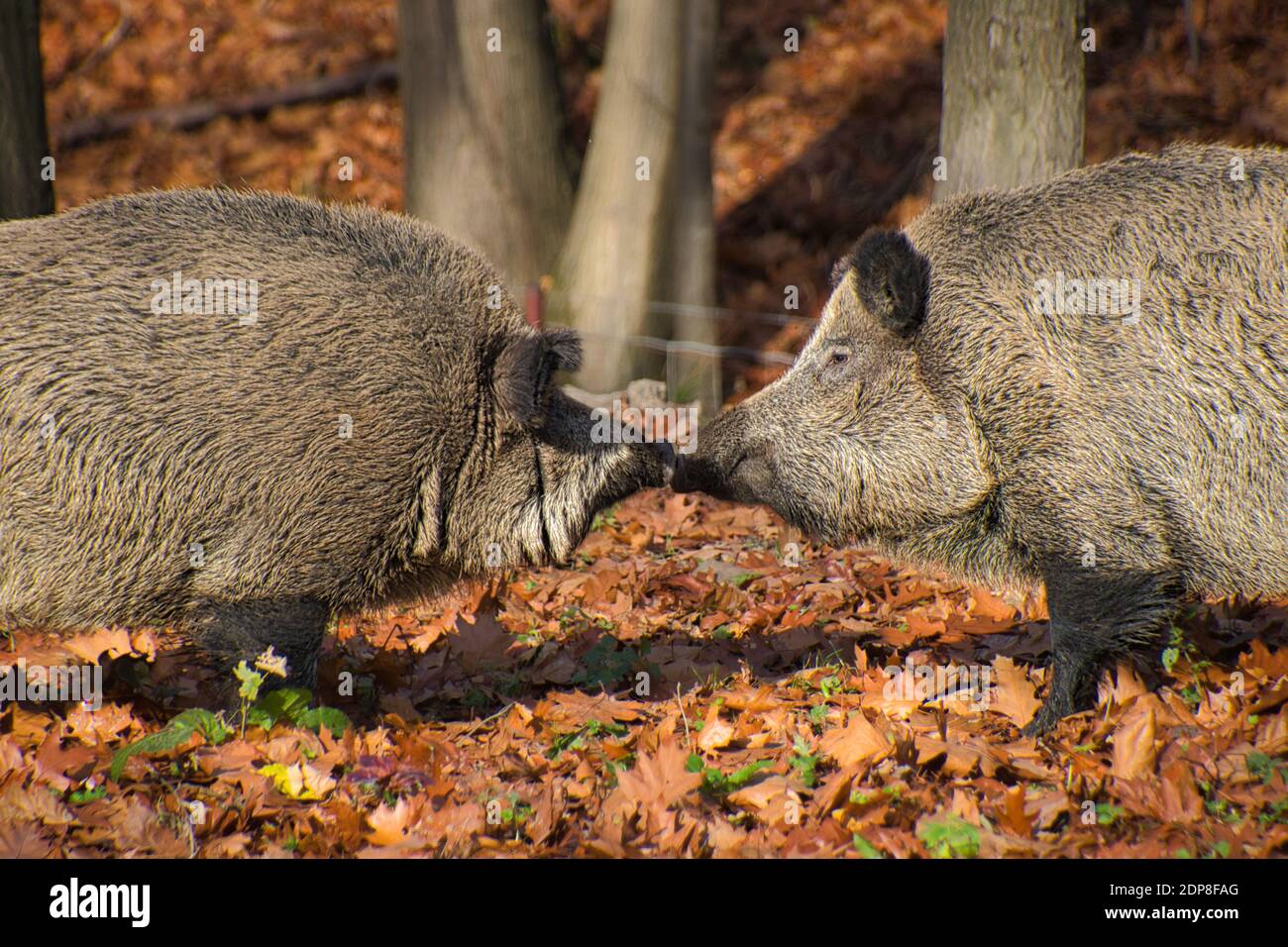 Two cute wild boars close to each other in a park - animal love Stock ...