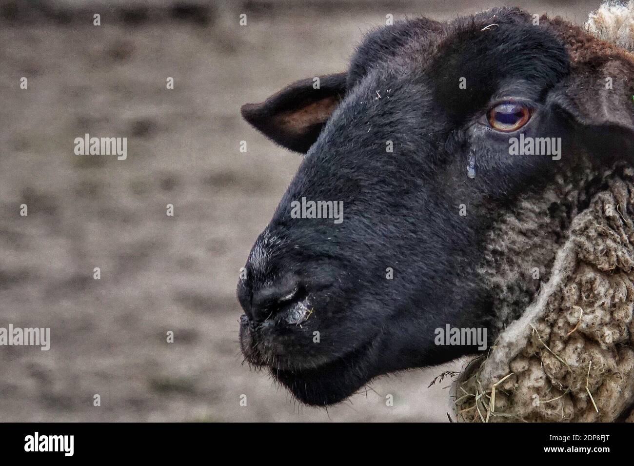 Black body sheep hi-res stock photography and images - Alamy
