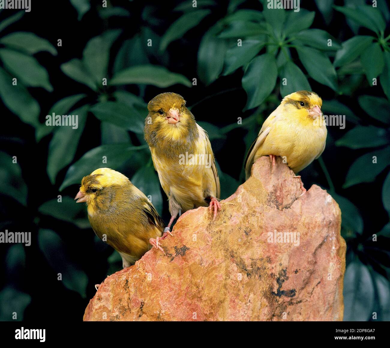 Yorkshire canary hi-res stock photography and images - Alamy