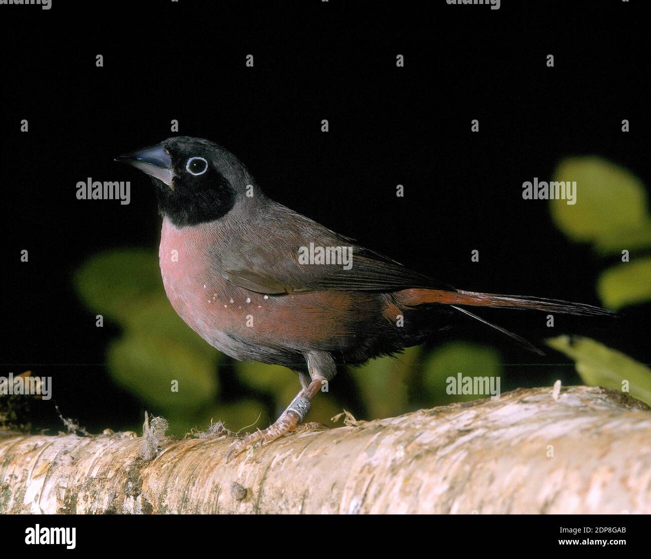 Vinaceous Fire Finch or Black-Faced Fire Finch, lagonosticta vinacea ...