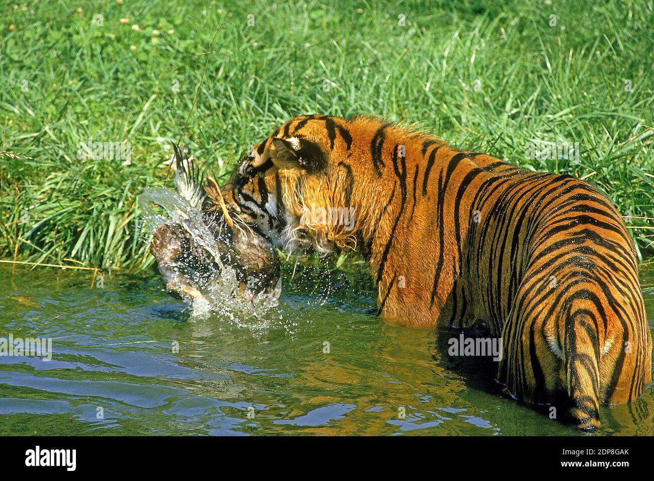 Sumatran Tiger, panthera tigris sumatrae, Killing a Duck Stock Photo ...