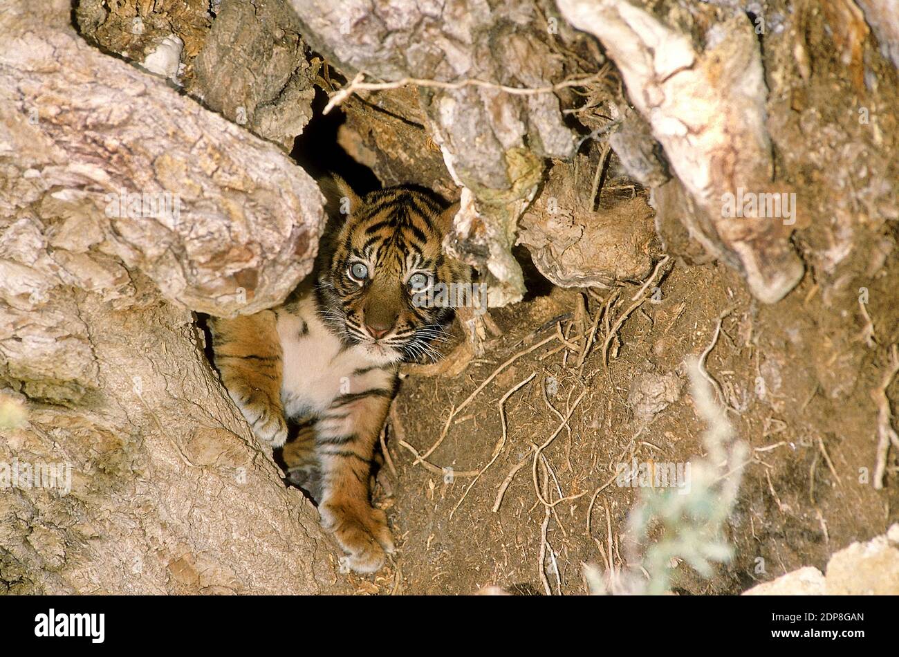 Sumatran Tiger, panthera tigris sumatrae, Cub standing at Burrow ...