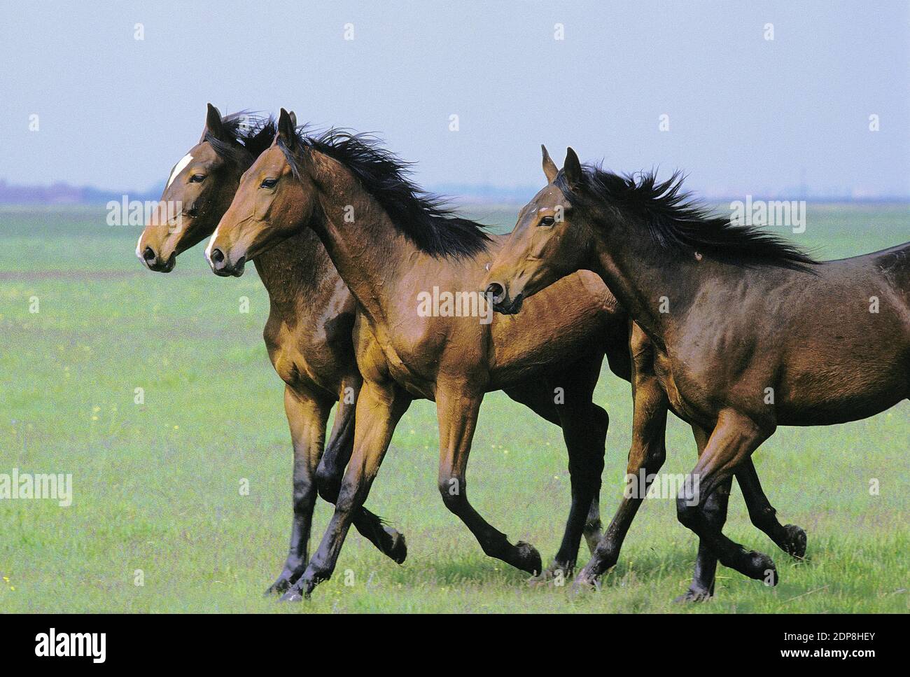 Nonius horse hi-res stock photography and images - Alamy