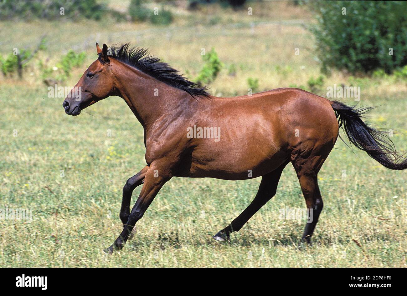 Anglo Arab Horse Galloping Stock Photo - Alamy