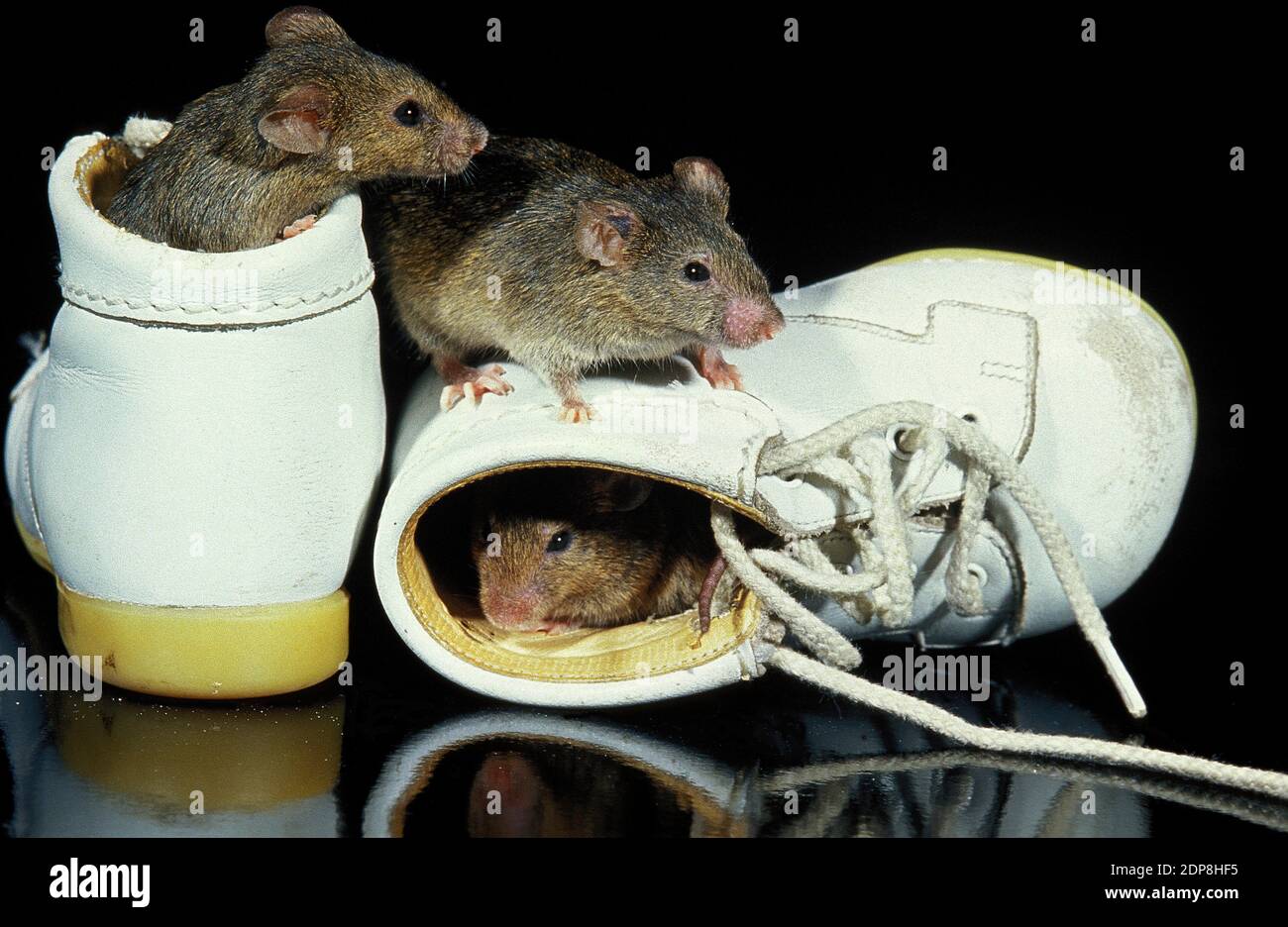 House Mice, mus musculus playing in Baby Shoes Stock Photo - Alamy