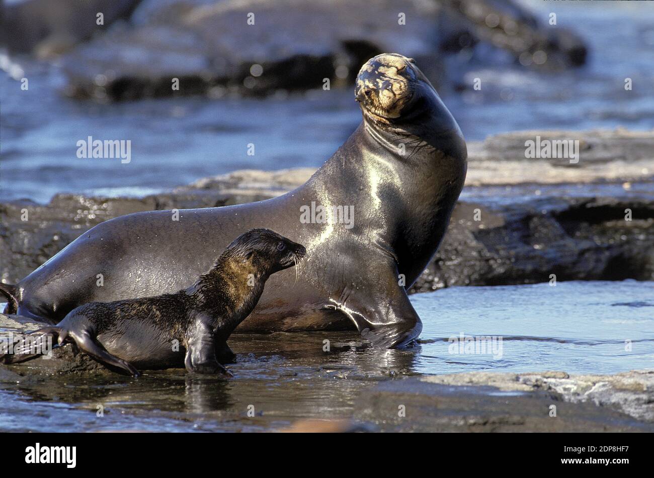 Galapagos Fur Seal, arctocephalus galapagoensis, Mother and Pup ...