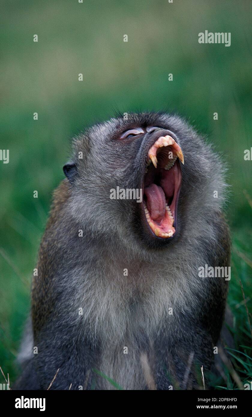 Long Tailed Macaque, macaca fascicularis, Adult Yawning with Open Mouth ...