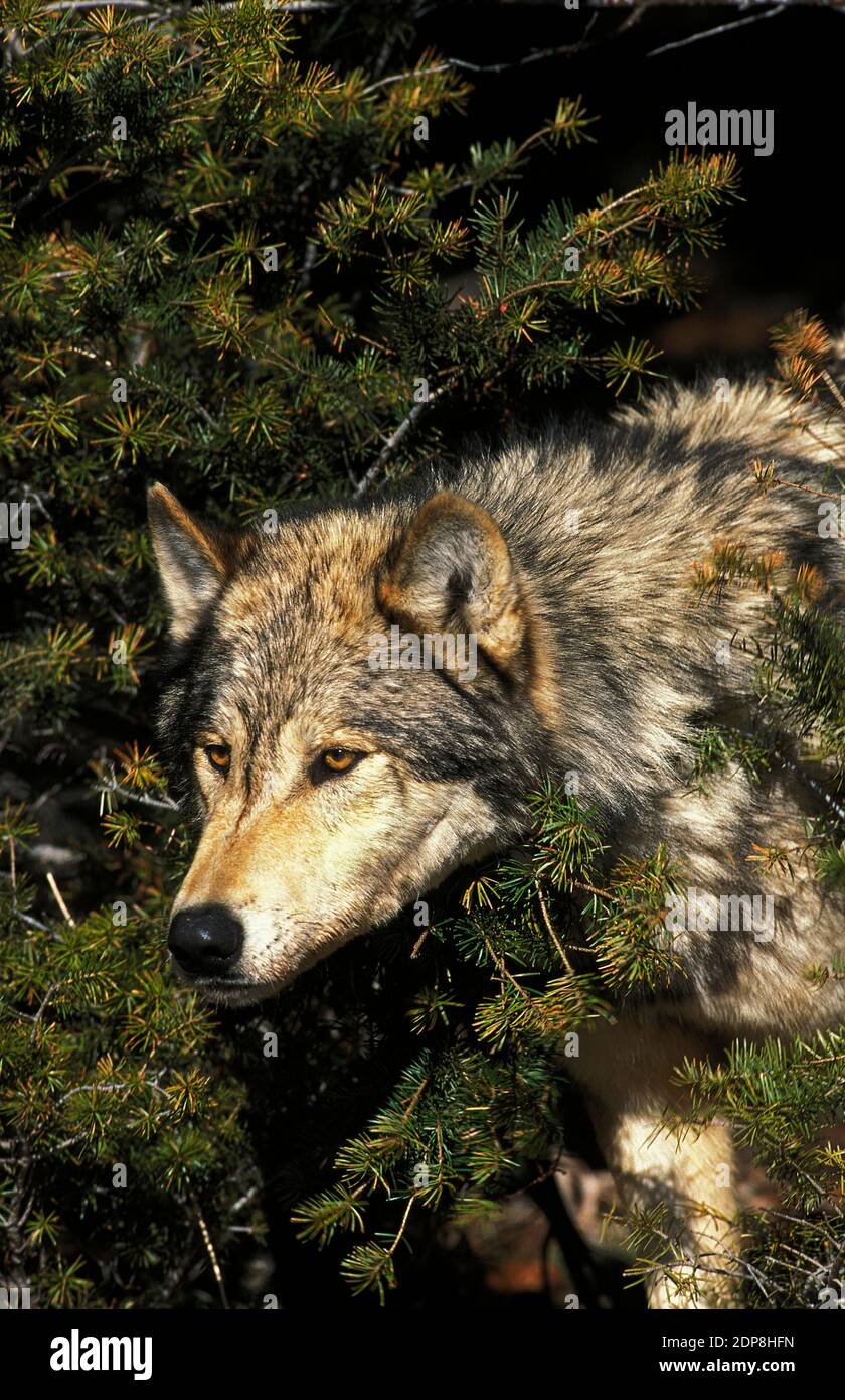 North American Grey Wolf, canis lupus occidentalis, Canada Stock Photo ...