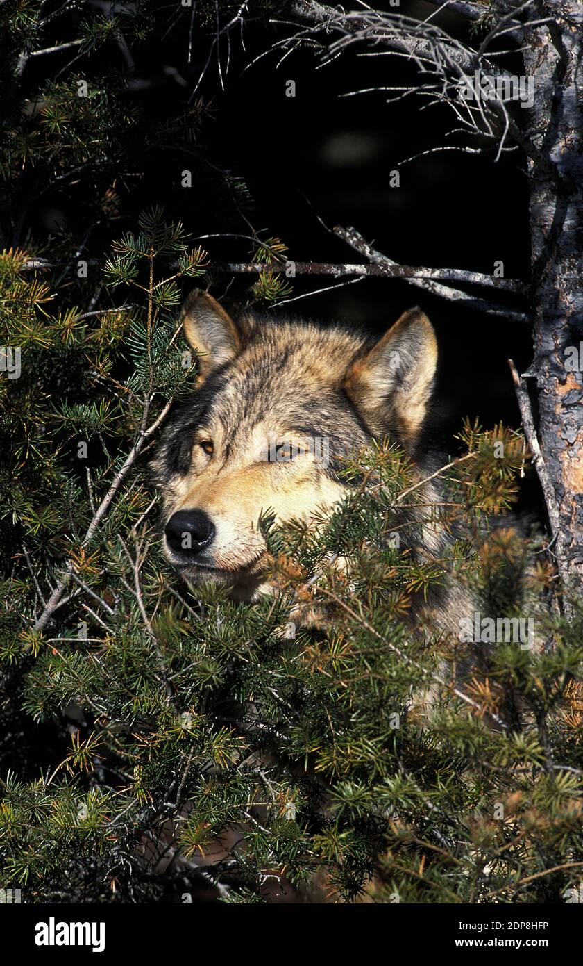 North American Grey Wolf, canis lupus occidentalis, Canada Stock Photo ...