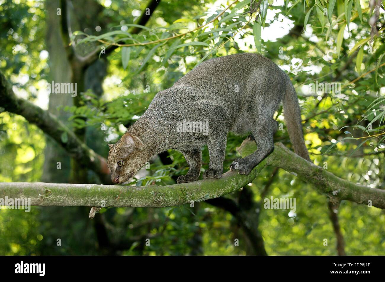 Jaguarundi, herpailurus yaguarondi Stock Photo - Alamy
