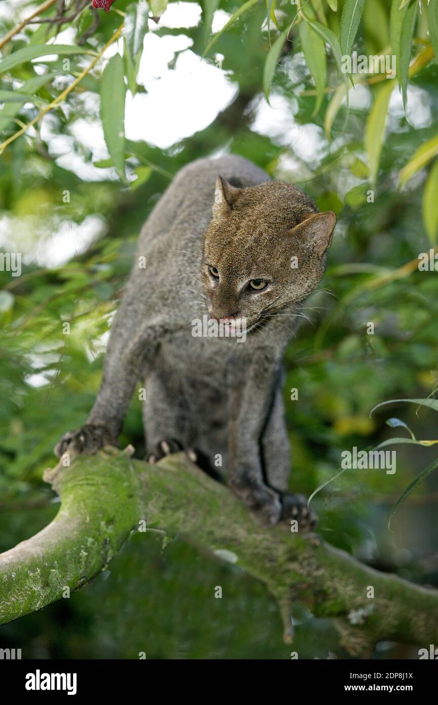 Jaguarundi, herpailurus yaguarondi Stock Photo - Alamy