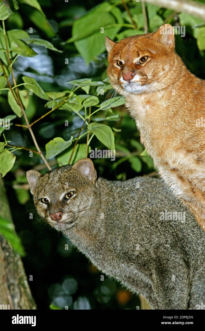 Jaguarundi, herpailurus yaguarondi Stock Photo - Alamy