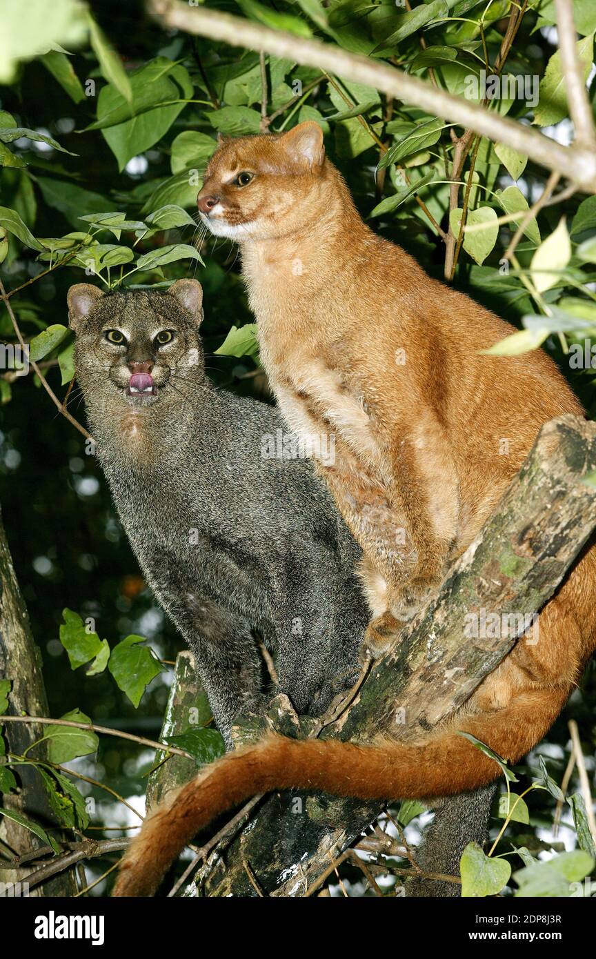 Jaguarundi, herpailurus yaguarondi Stock Photo - Alamy
