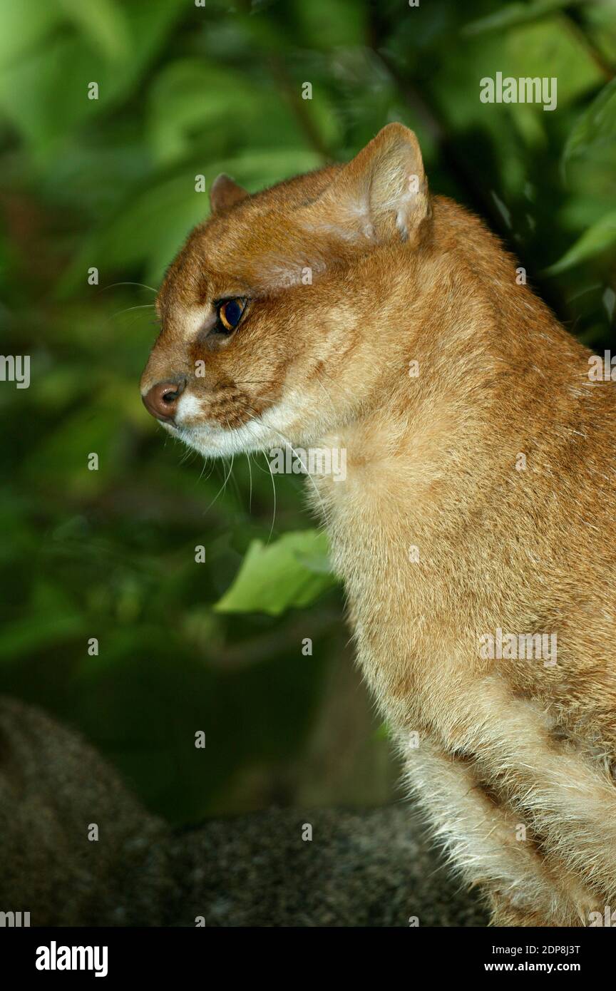 Herpailurus hi-res stock photography and images - Alamy
