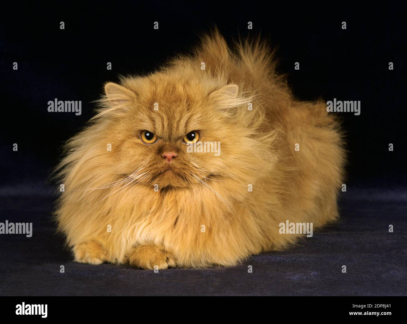 Red Self Persian Domestic Cat laying against Black Background Stock ...