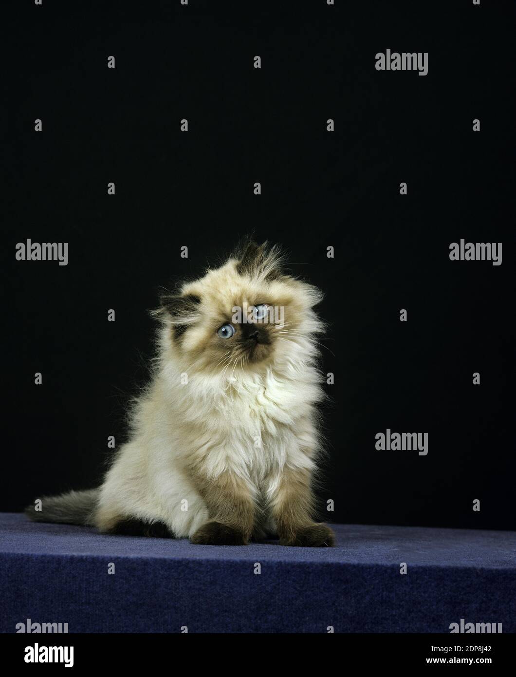 Colourpoint Persian Domestic Cat, Kitten sitting against Black ...