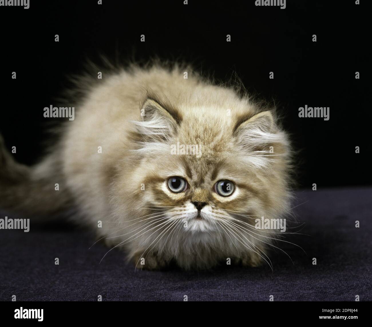 Colourpoint Persian Domestic Cat, Kitten standing against Black ...