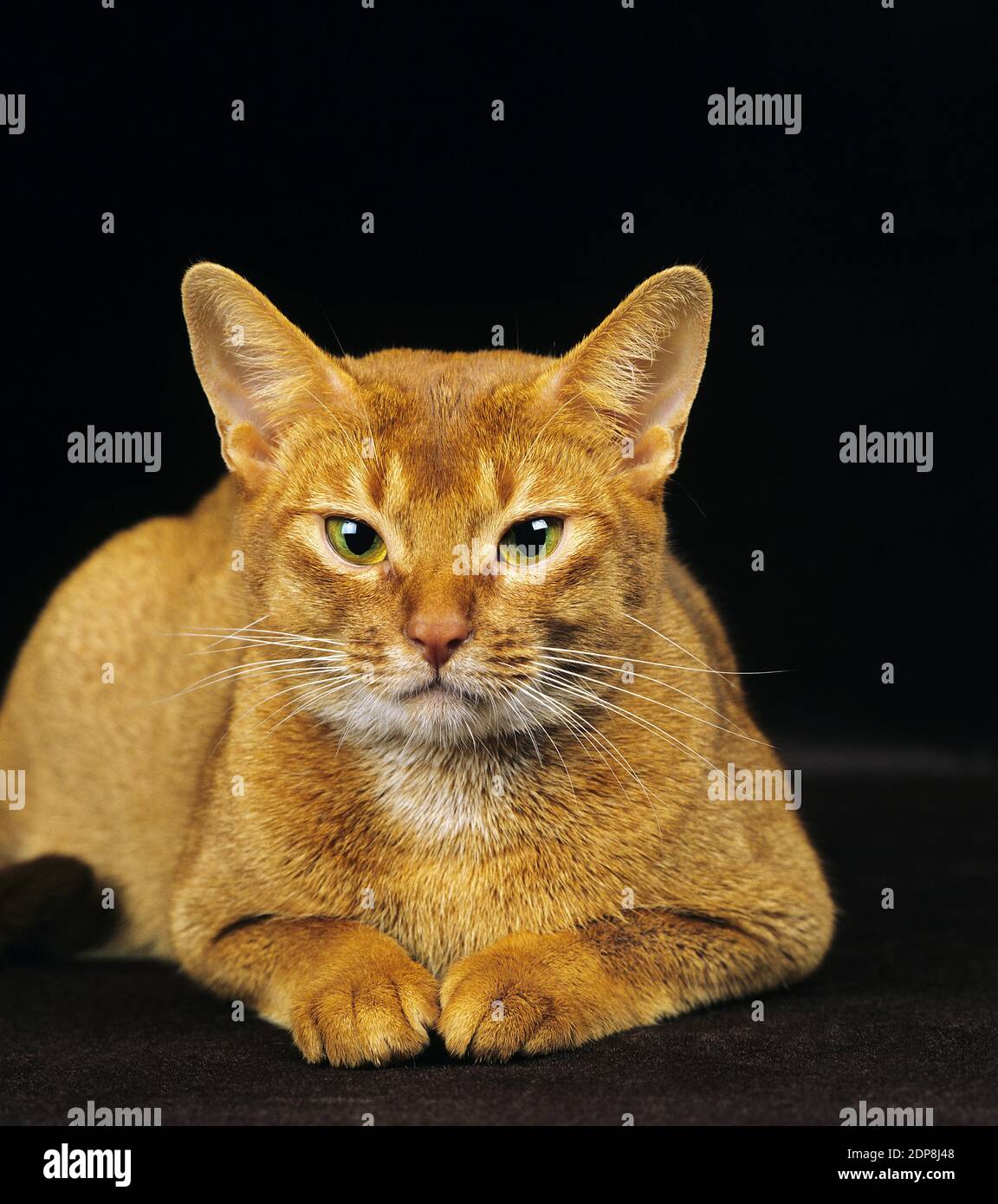 Red Abyssinian Domestic Cat, laying against Black Background Stock ...