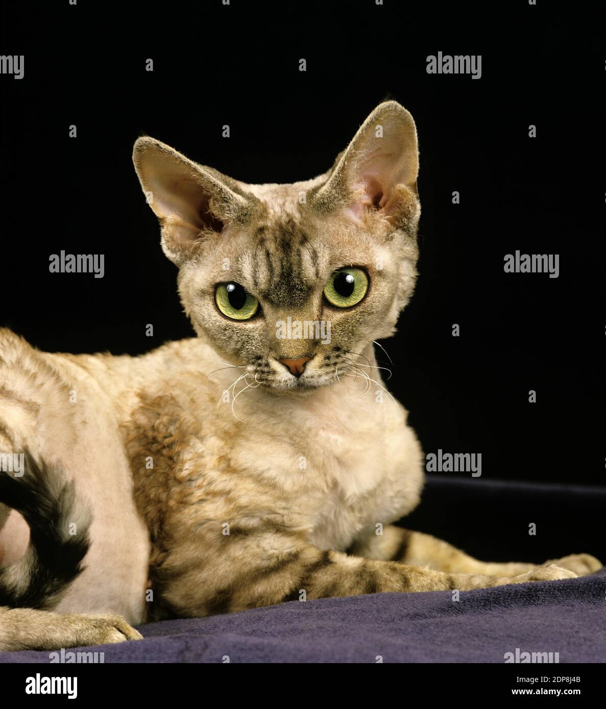 Devon rex face hi-res stock photography and images - Alamy