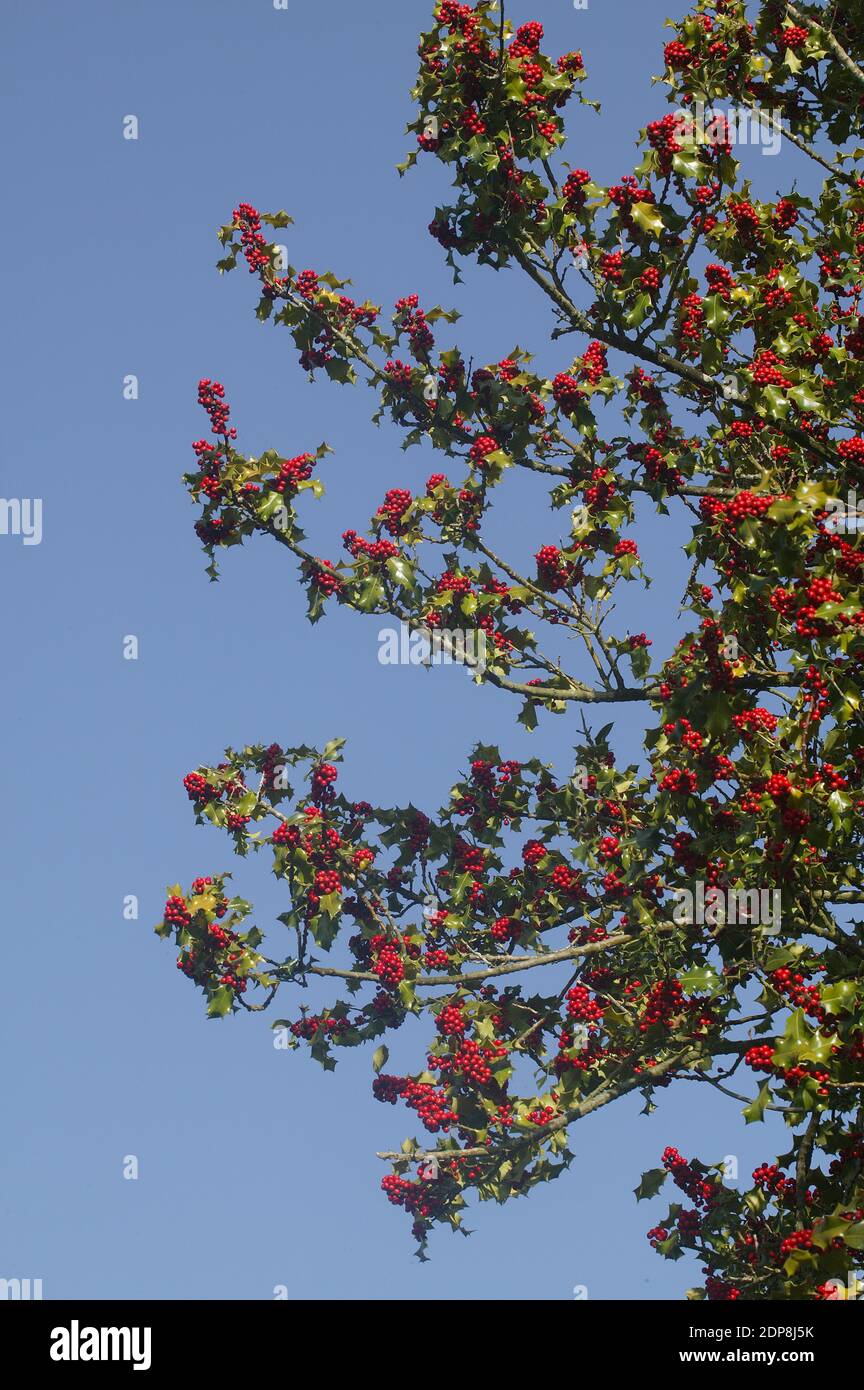 European Holly, ilex aquifolium with Red Berries, Normandy Stock Photo ...