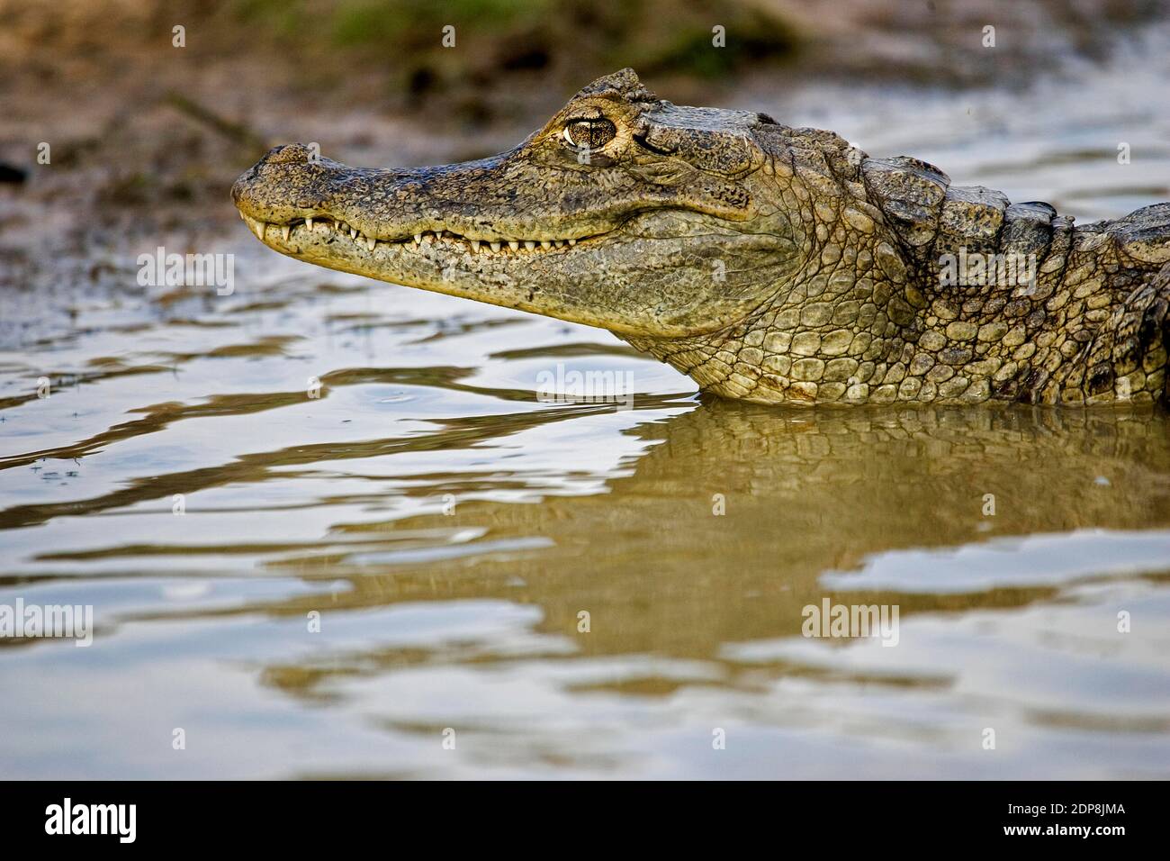 Spectacled Caiman, caiman crocodilus, Los Lianos in Venezuela Stock ...