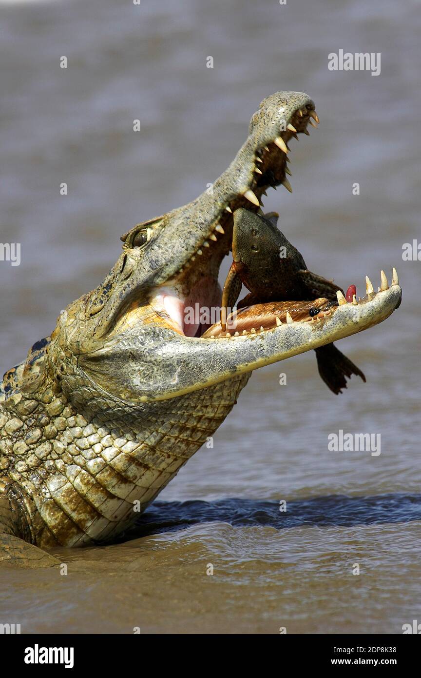 Spectacled Caiman, caiman crocodilus, Catching Fish in River, Los ...