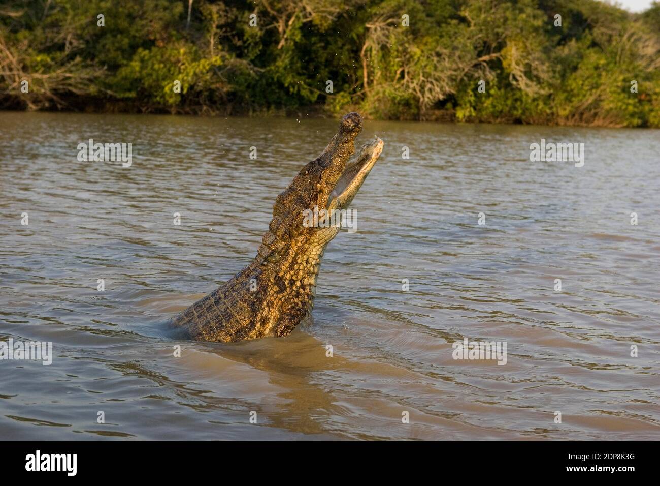 Spectacled Caiman, caiman crocodilus, standing in River, Los Lianos in ...