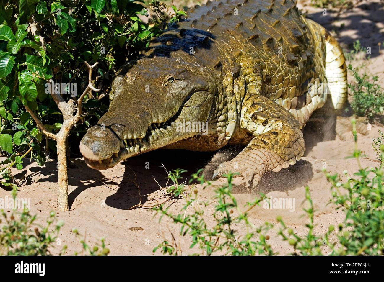 Orinoco Crocodile, crocodylus intermedius, Los Lianos in Venezuela ...