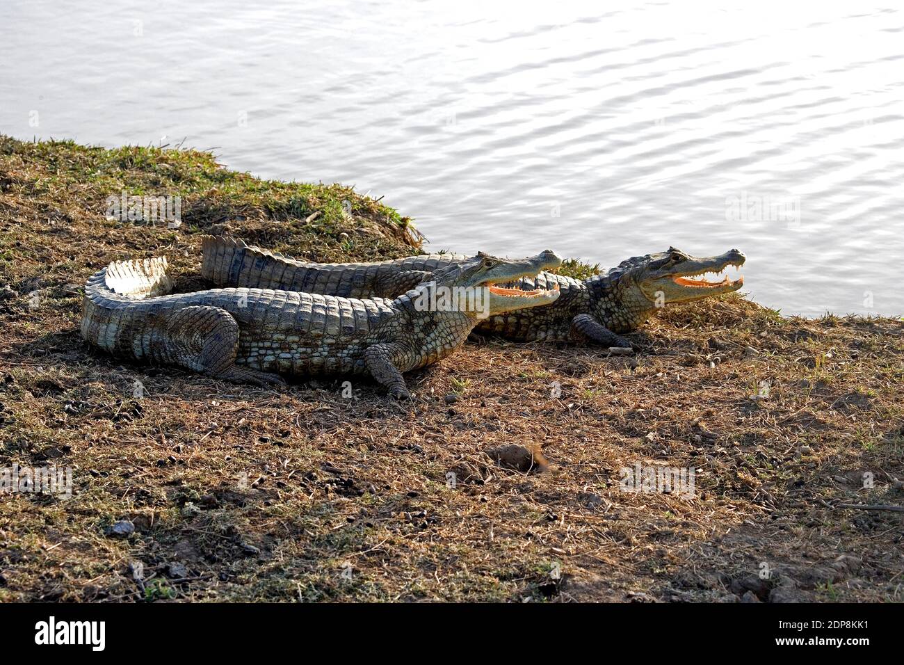 Spectacled Caiman, caiman crocodilus, Los Lianos in Venezuela Stock ...