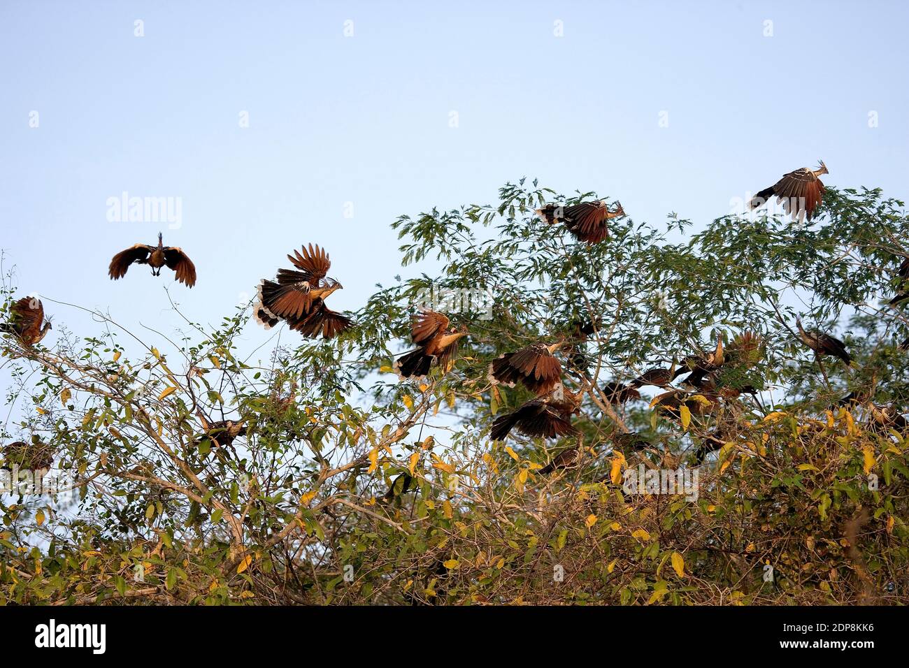 Hoatzin flying hi-res stock photography and images - Alamy