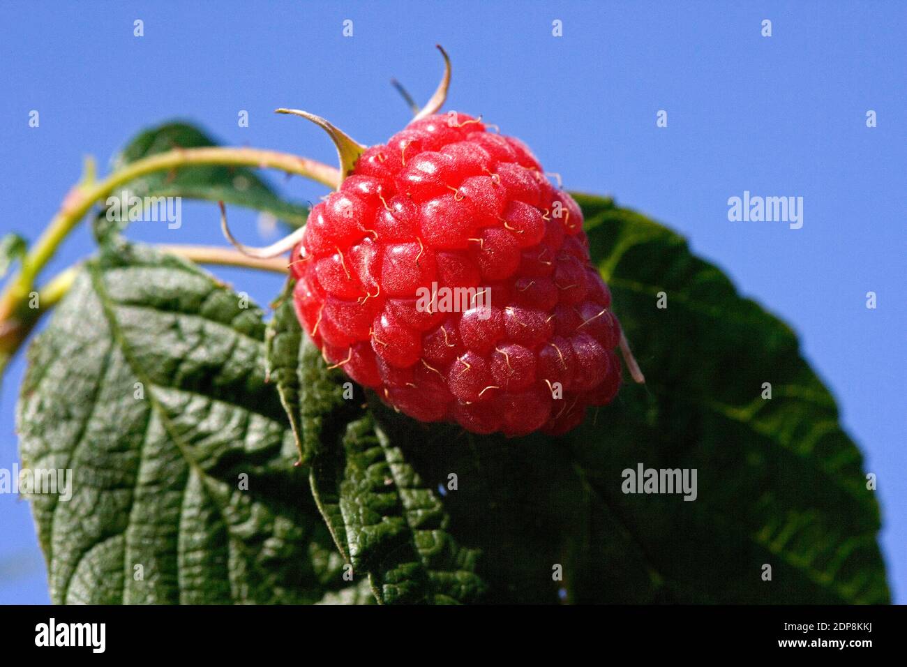 Raspberries, rubus idaeus, Normandy Stock Photo - Alamy