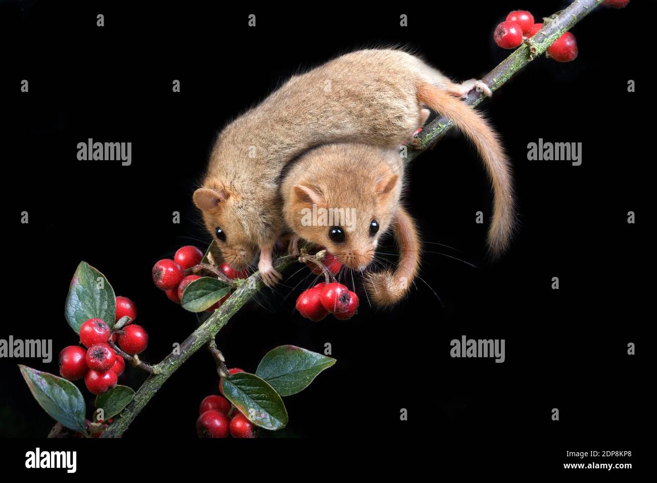 Common Dormouse, muscardinus avellanarius, Normandy Stock Photo - Alamy
