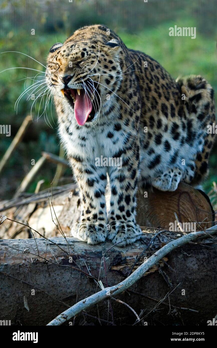 Amur Leopard, panthera pardus orientalis, Adult Yawning Stock Photo - Alamy
