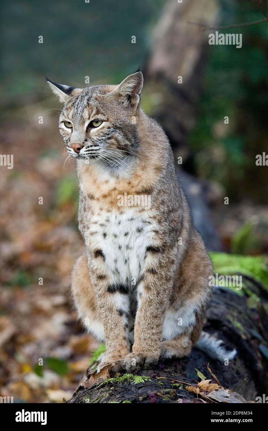 European Lynx, felis lynx Stock Photo - Alamy