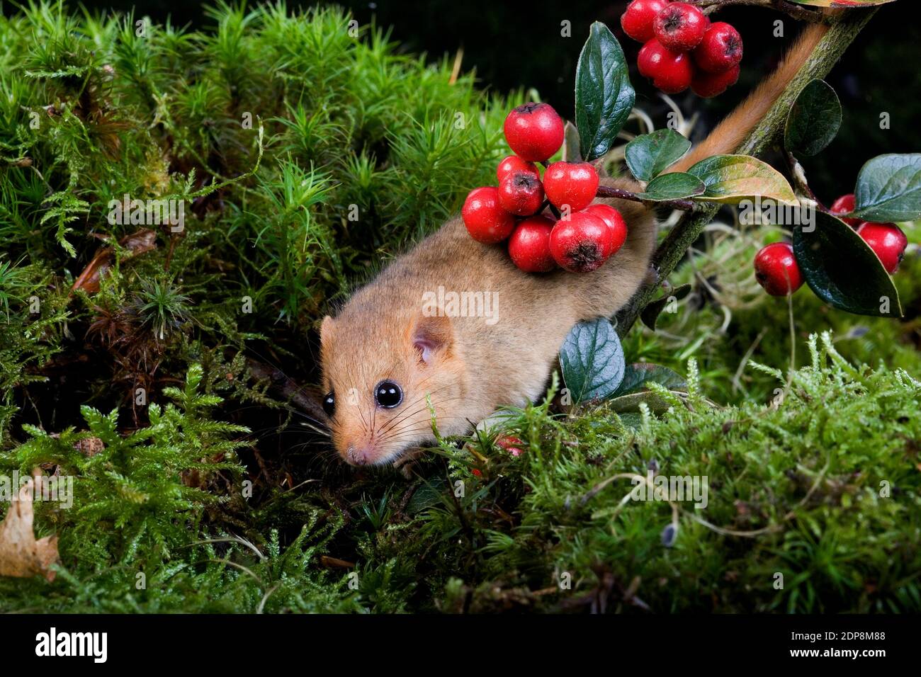 Common Dormouse, muscardinus avellanarius, Normandy Stock Photo - Alamy