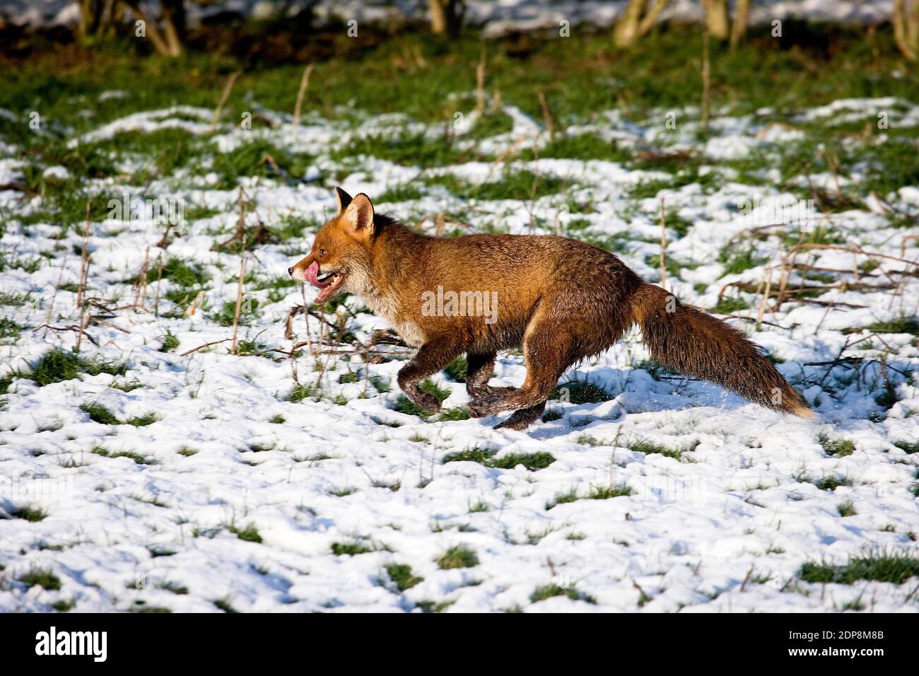 Red Fox, vulpes vulpes, Adult running on snow, Normandy Stock Photo - Alamy