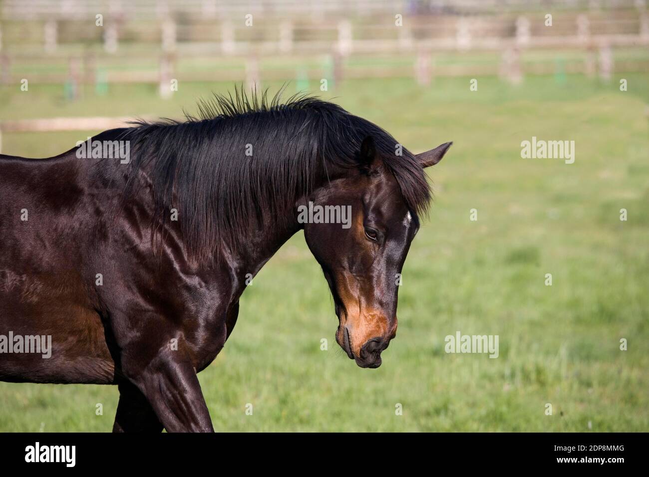 English Thoroughbred Male Horse Stock Photo - Alamy