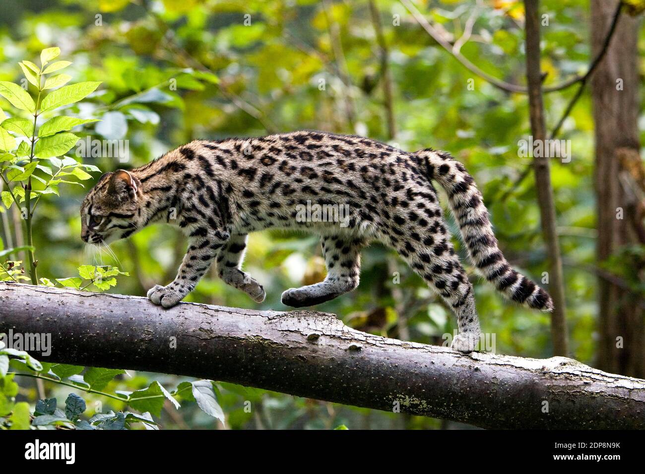 Tiger Cat or Oncille, leopardus tigrinus Stock Photo - Alamy