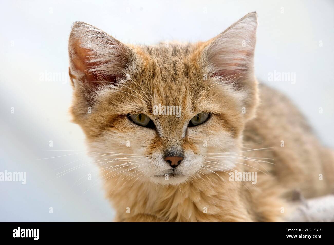 Portrait of Sand Cat, felis margarita Stock Photo - Alamy