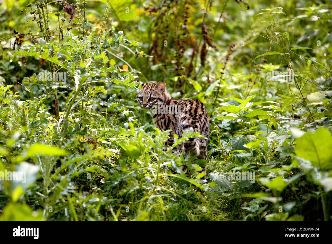 Léopardus tigrinus hi-res stock photography and images - Alamy