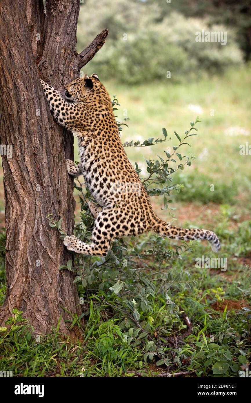Leopard, panthera pardus, 4 Months Old Cub Climbing Tree Trunk, Namibia ...