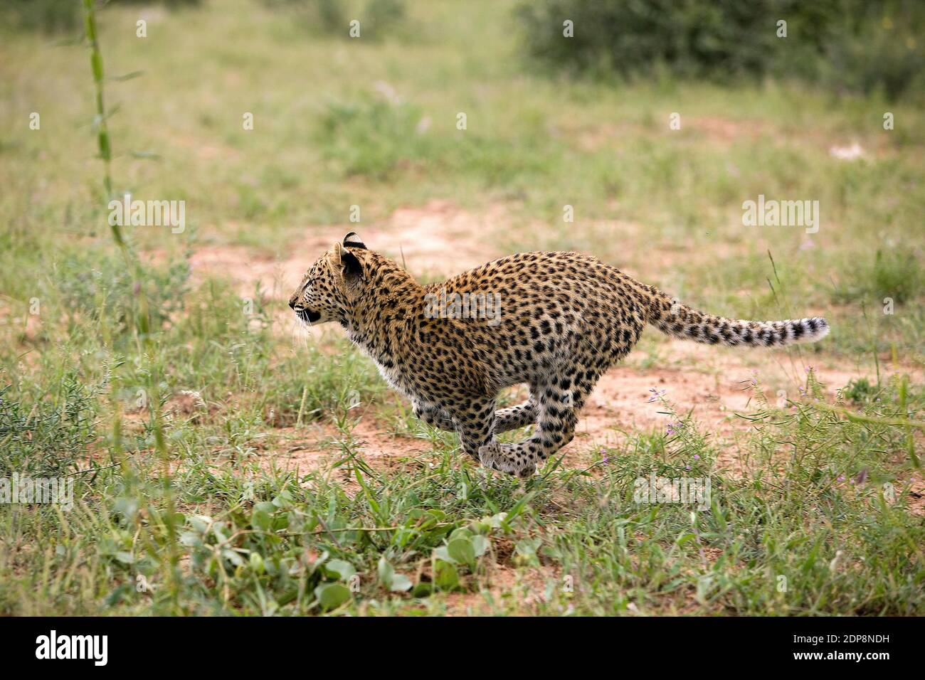 Leopard cub running hi-res stock photography and images - Alamy