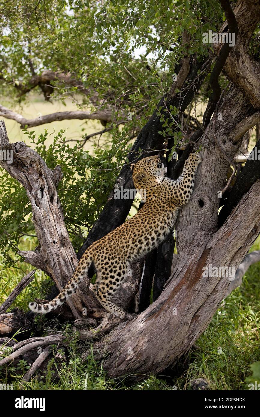 Leopard months old cub hi-res stock photography and images - Alamy