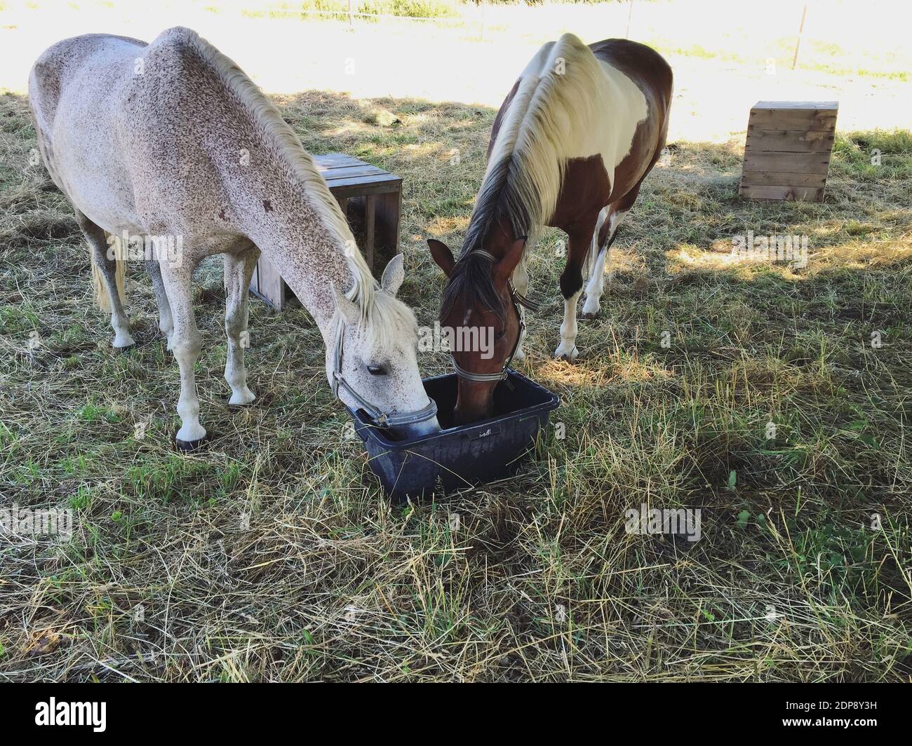 Two beautiful horses eating from the same bucket Stock Photo - Alamy