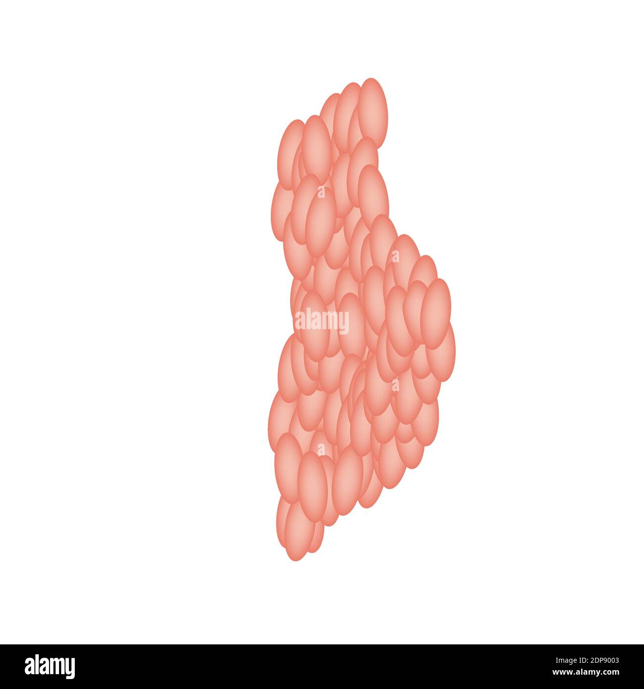Parotid salivary gland. The structure of the parotid salivary gland ...